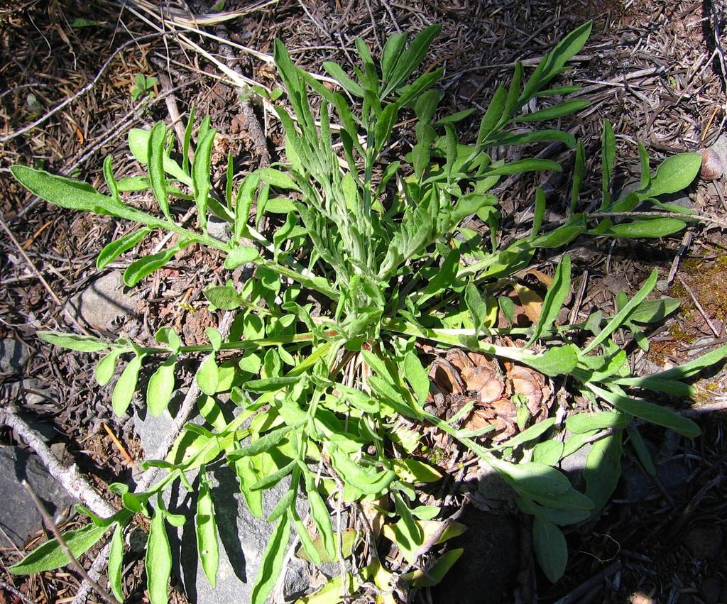 Spotted Knapweed (Black Hills Invasive Plant Guide) · iNaturalist