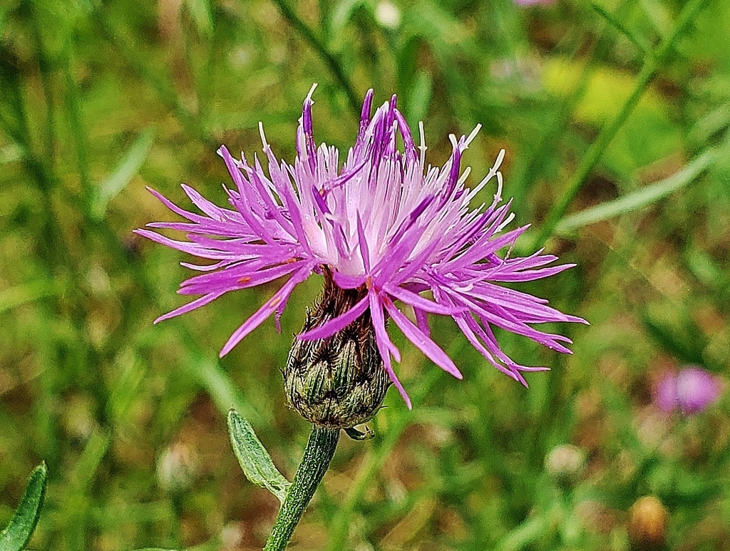 Spotted Knapweed (Black Hills Invasive Plant Guide) · iNaturalist