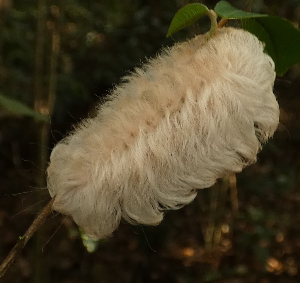 Megalopyge phadima from Zona rural de Paudalho - Pernambuco on February ...