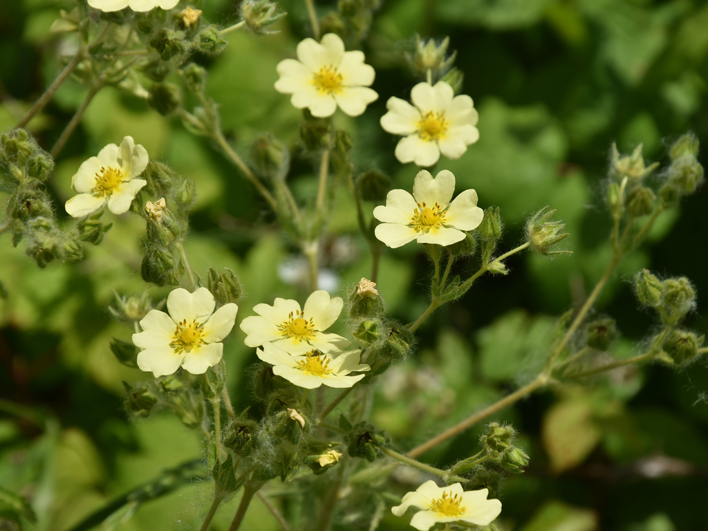 Sulfur Cinquefoil (Black Hills Invasive Plant Guide) · iNaturalist