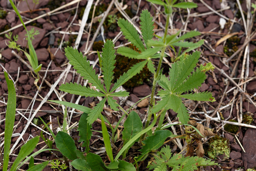 Sulfur Cinquefoil (Black Hills Invasive Plant Guide) · iNaturalist