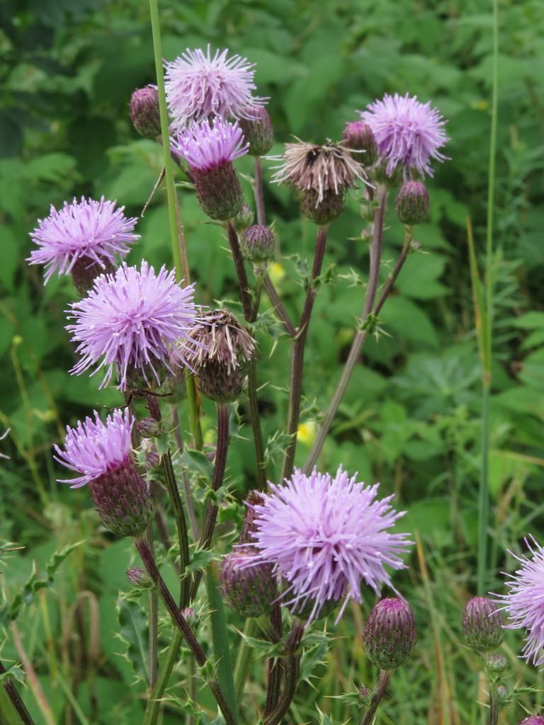 Canada Thistle (Black Hills Invasive Plant Guide) · iNaturalist