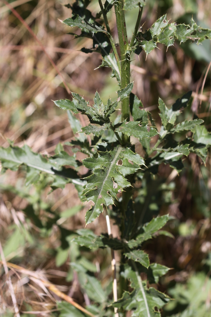 Canada Thistle (Black Hills Invasive Plant Guide) · iNaturalist