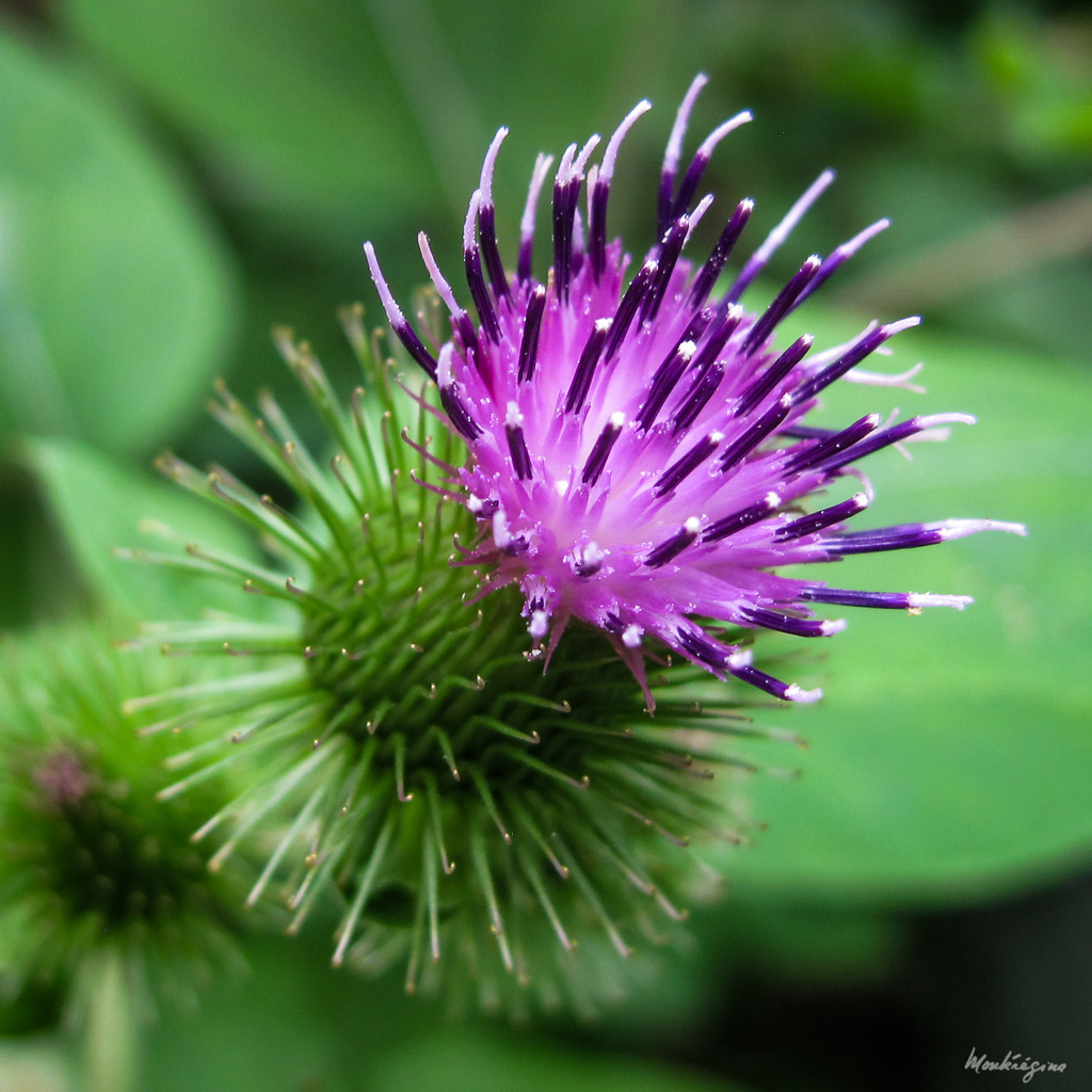 Common Burdock (Black Hills Invasive Plant Guide) · iNaturalist