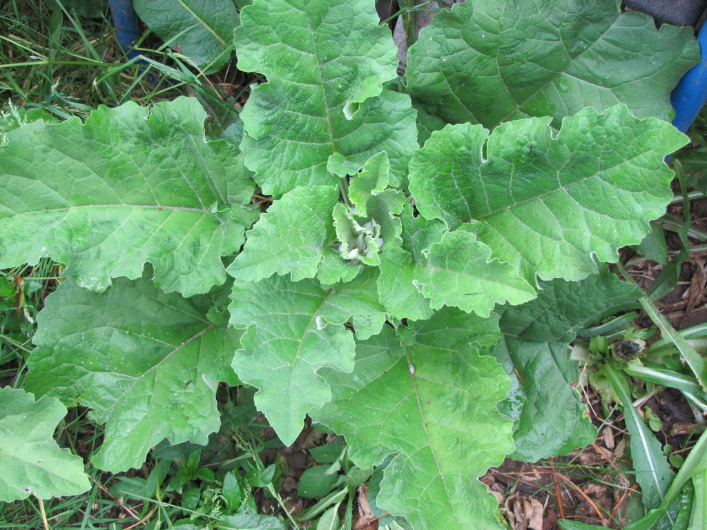 Common Burdock (Black Hills Invasive Plant Guide) · iNaturalist