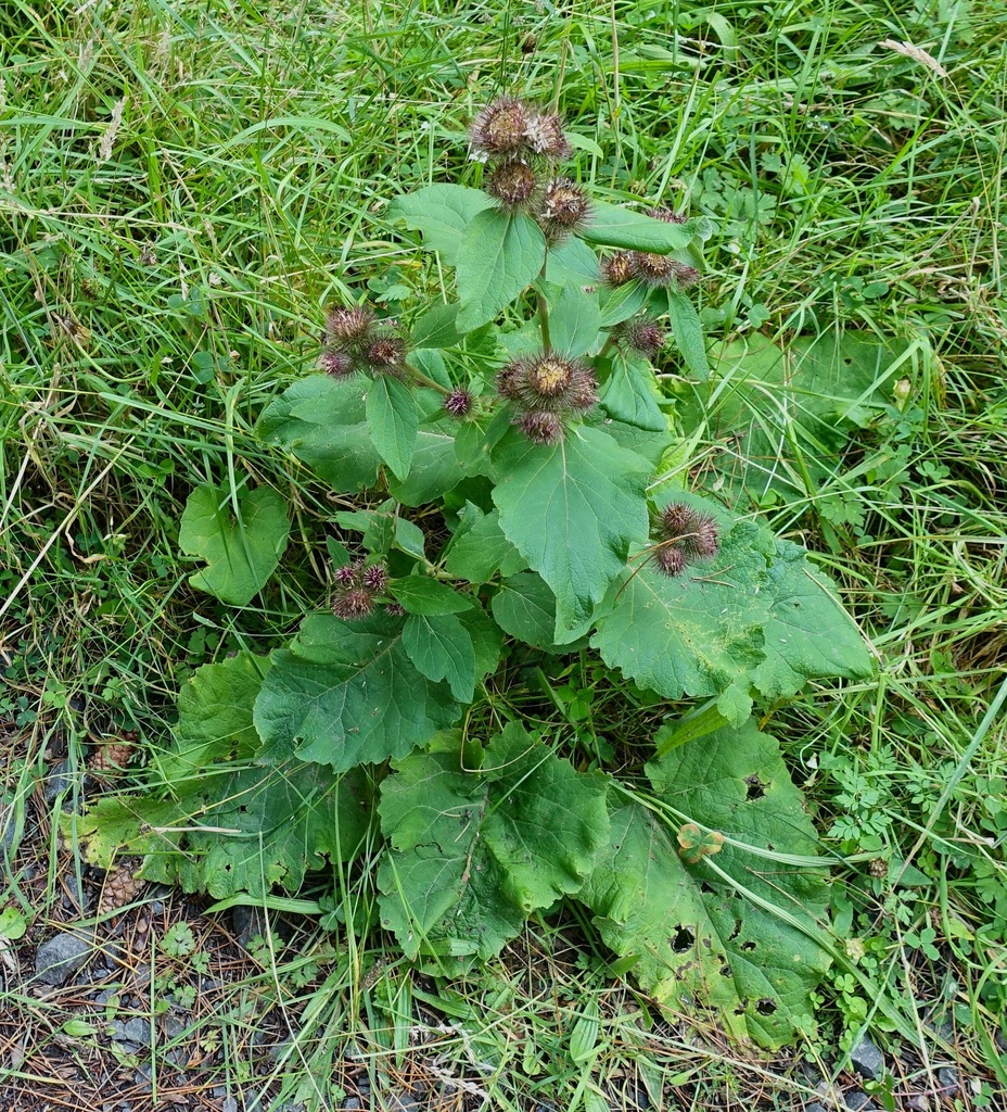 Common Burdock (Black Hills Invasive Plant Guide) · iNaturalist