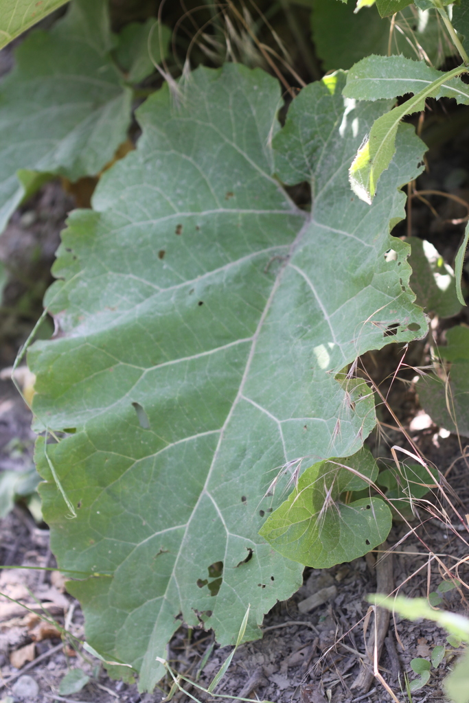 Common Burdock (Black Hills Invasive Plant Guide) · iNaturalist