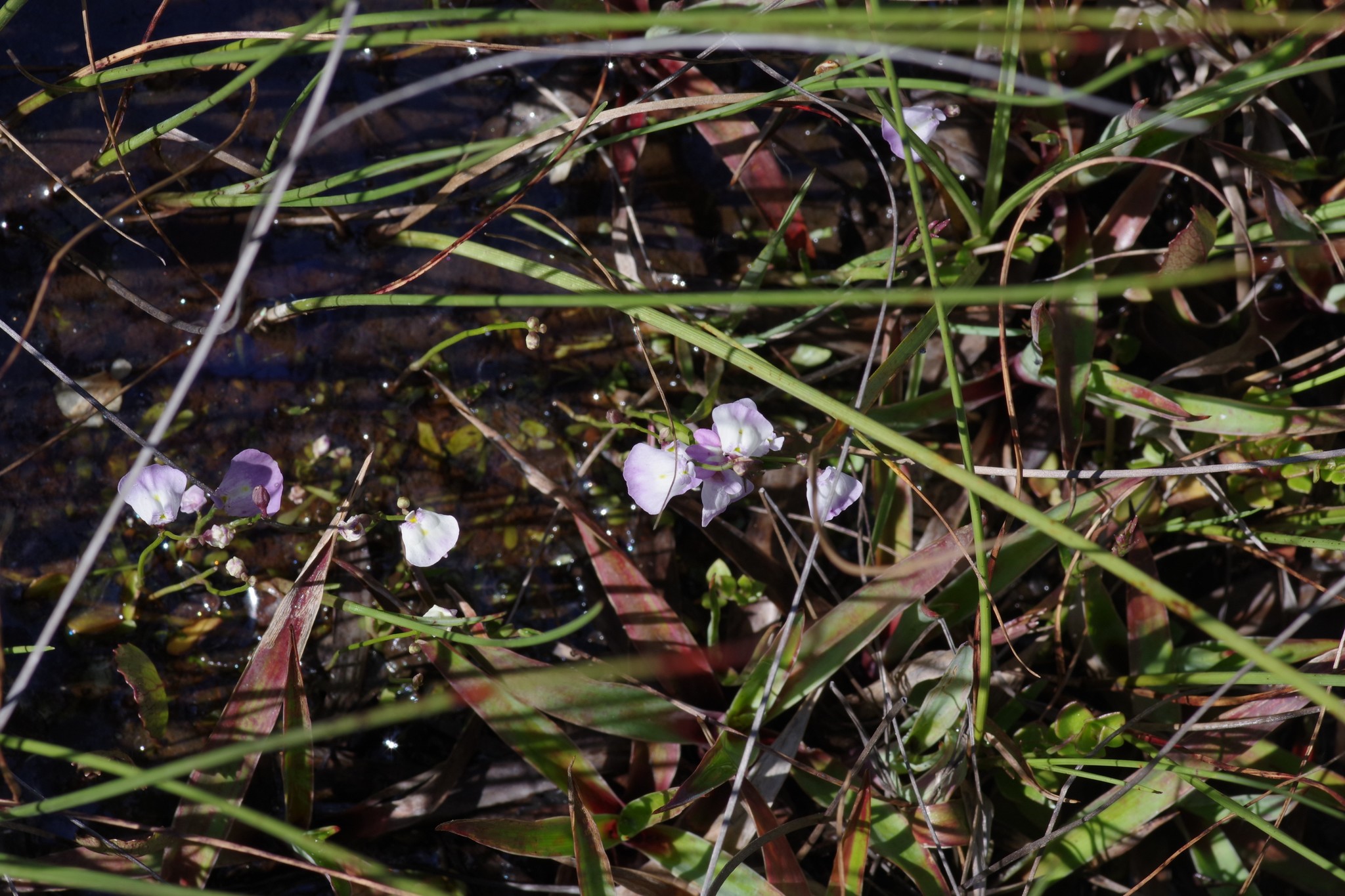 Utricularia livida E.Mey.
