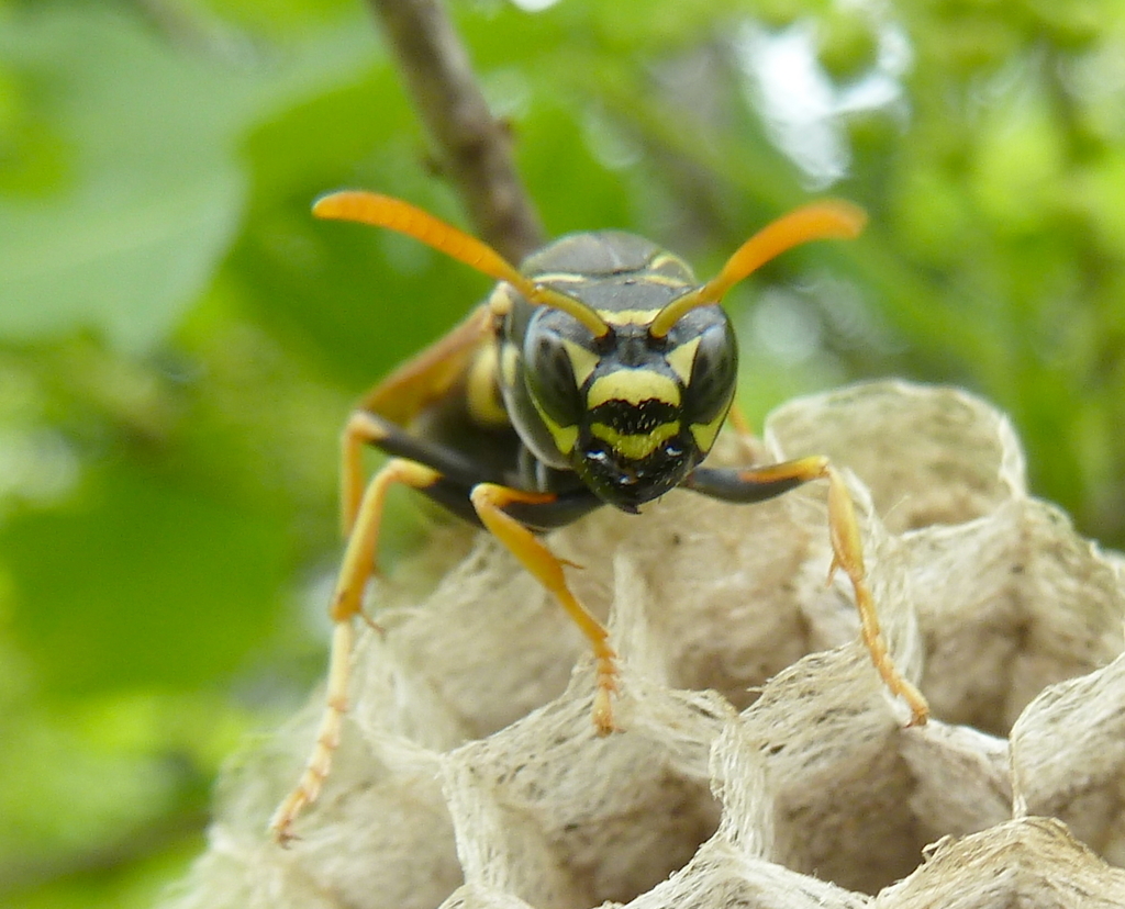 Polistes riparius from Komissarovo SSW, Chankajski rajon, Region ...