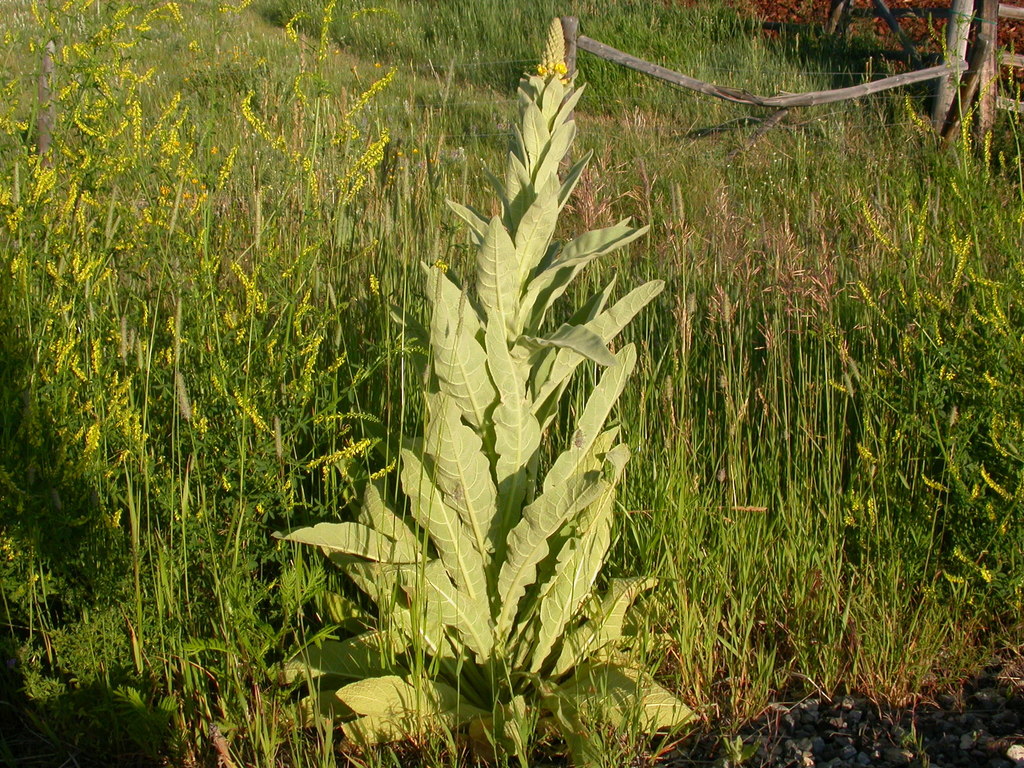 Common Mullein (Black Hills Invasive Plant Guide) · iNaturalist
