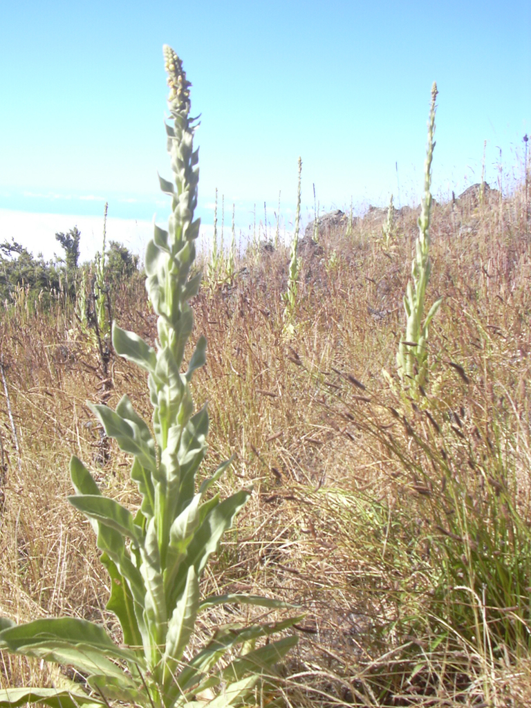 Common Mullein (Black Hills Invasive Plant Guide) · iNaturalist