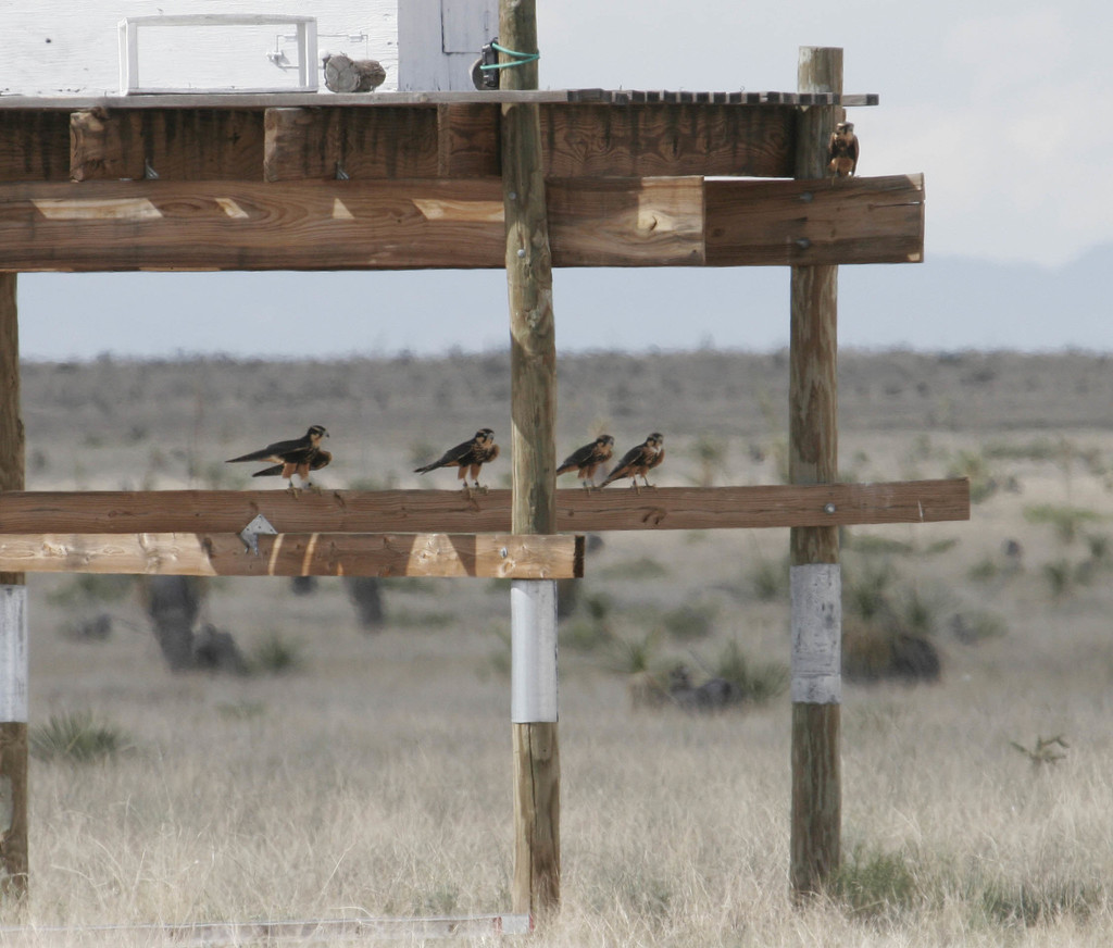 Aplomado Falcon from Sierra County, NM, USA on August 14, 2010 at 04:11 PM by M.L. Watson ...