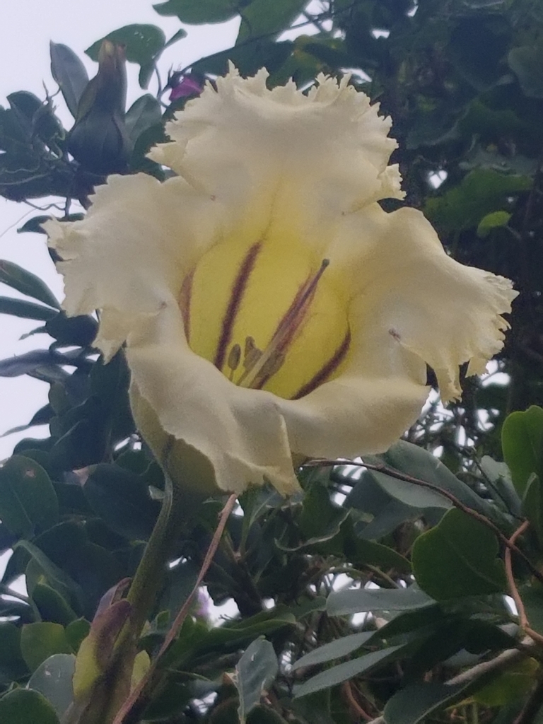 Solandra longiflora from Warwick, BM on February 16, 2022 at 07:07 PM ...