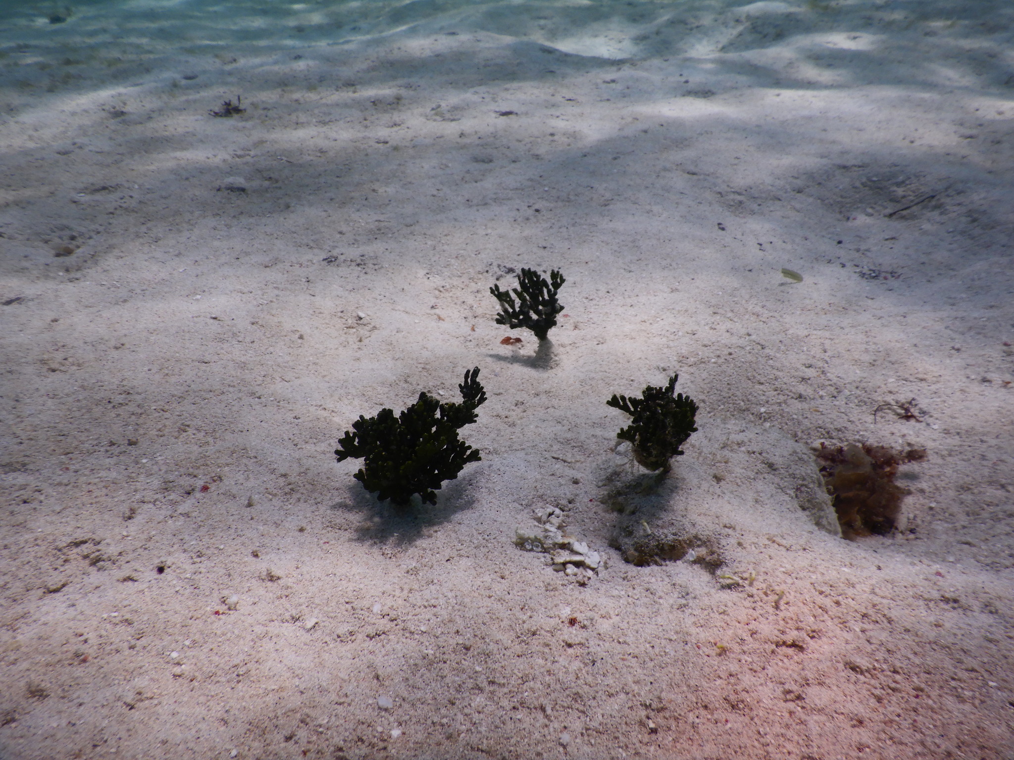 Halimeda monile (J.Ellis & Sol.) J.V.Lamour., 1816