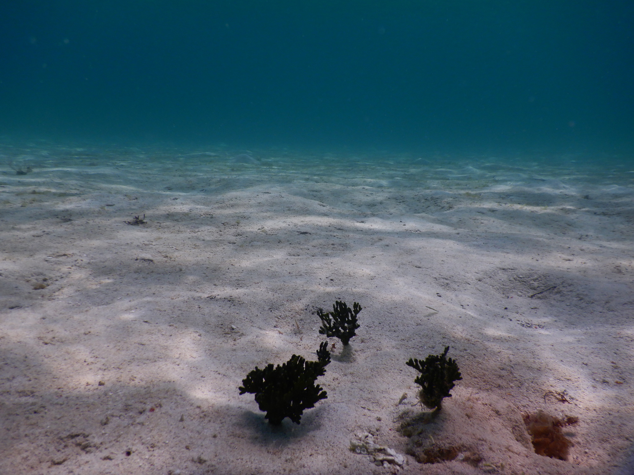 Halimeda monile (J.Ellis & Sol.) J.V.Lamour., 1816