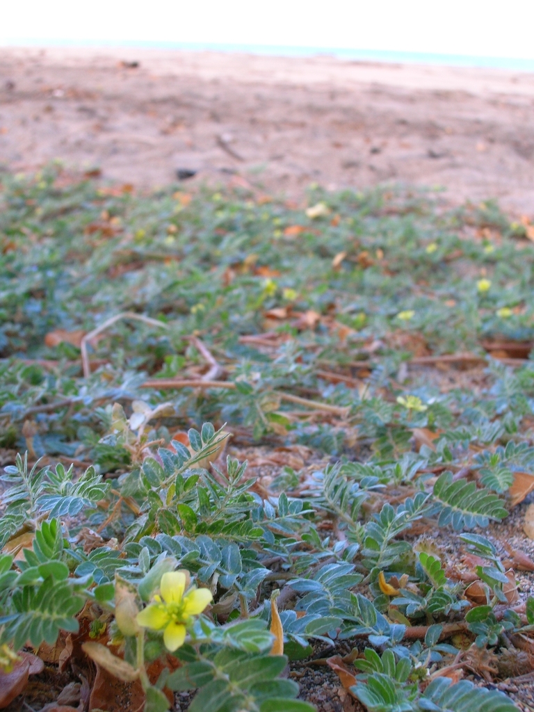 Puncturevine (Black Hills Invasive Plant Guide) · iNaturalist