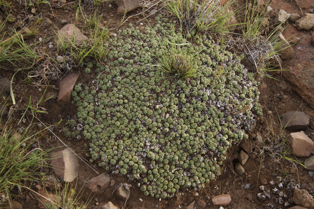 Lion Spoor from ridge s Rhodes (belowradio mast), commonage ...
