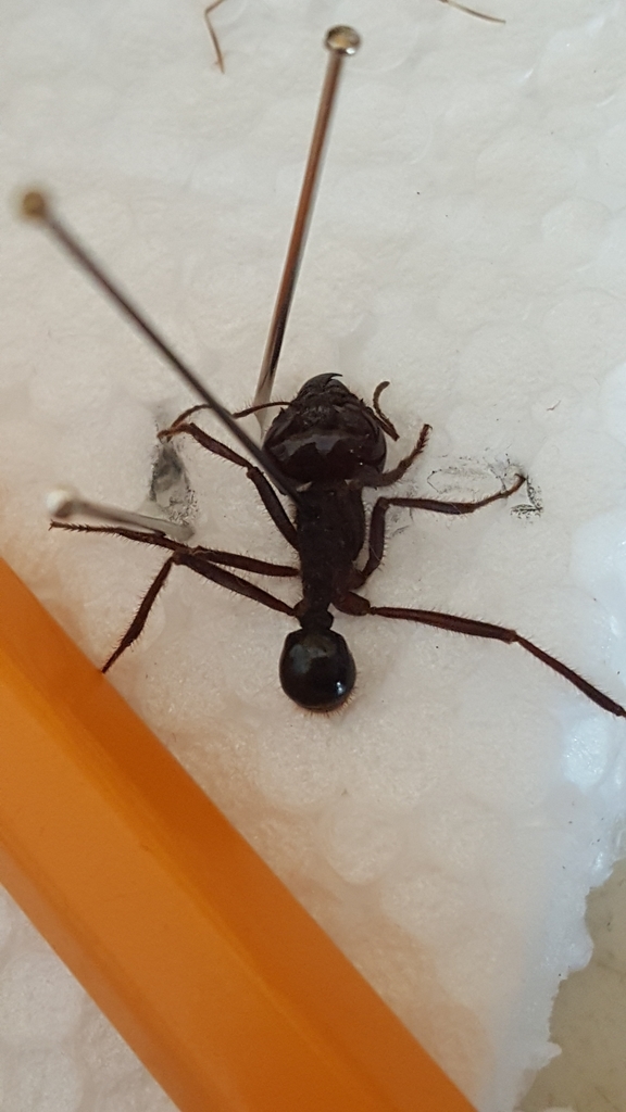 Chicatana Leafcutter Ant from Cuba 680, Lomas del Coapinole, 48290 ...