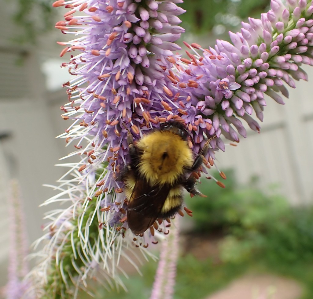 Perplexing Bumble Bee from Douglasdale, Calgary, AB T2Z, Canada on ...