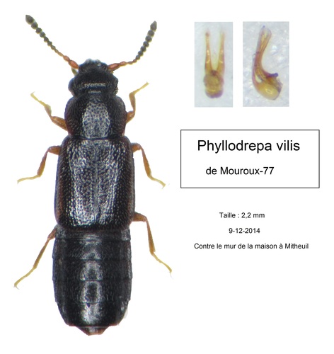Phyllodrepa vilis · iNaturalist Mexico