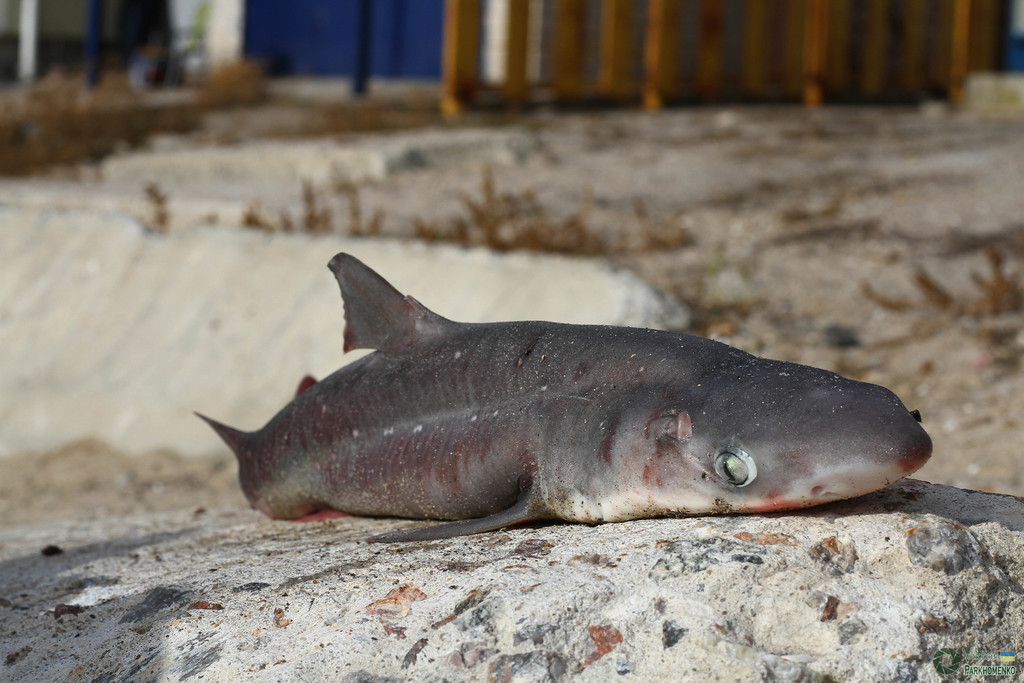 White-spotted Dogfish in November 2019 by Viktor Parkhomenko · iNaturalist