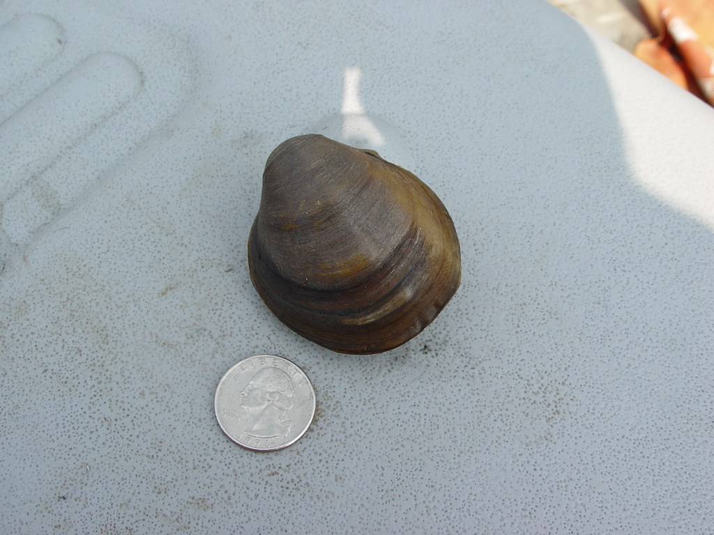 White Wartyback in August 2003 by Jeff Garner. Note the textured ...
