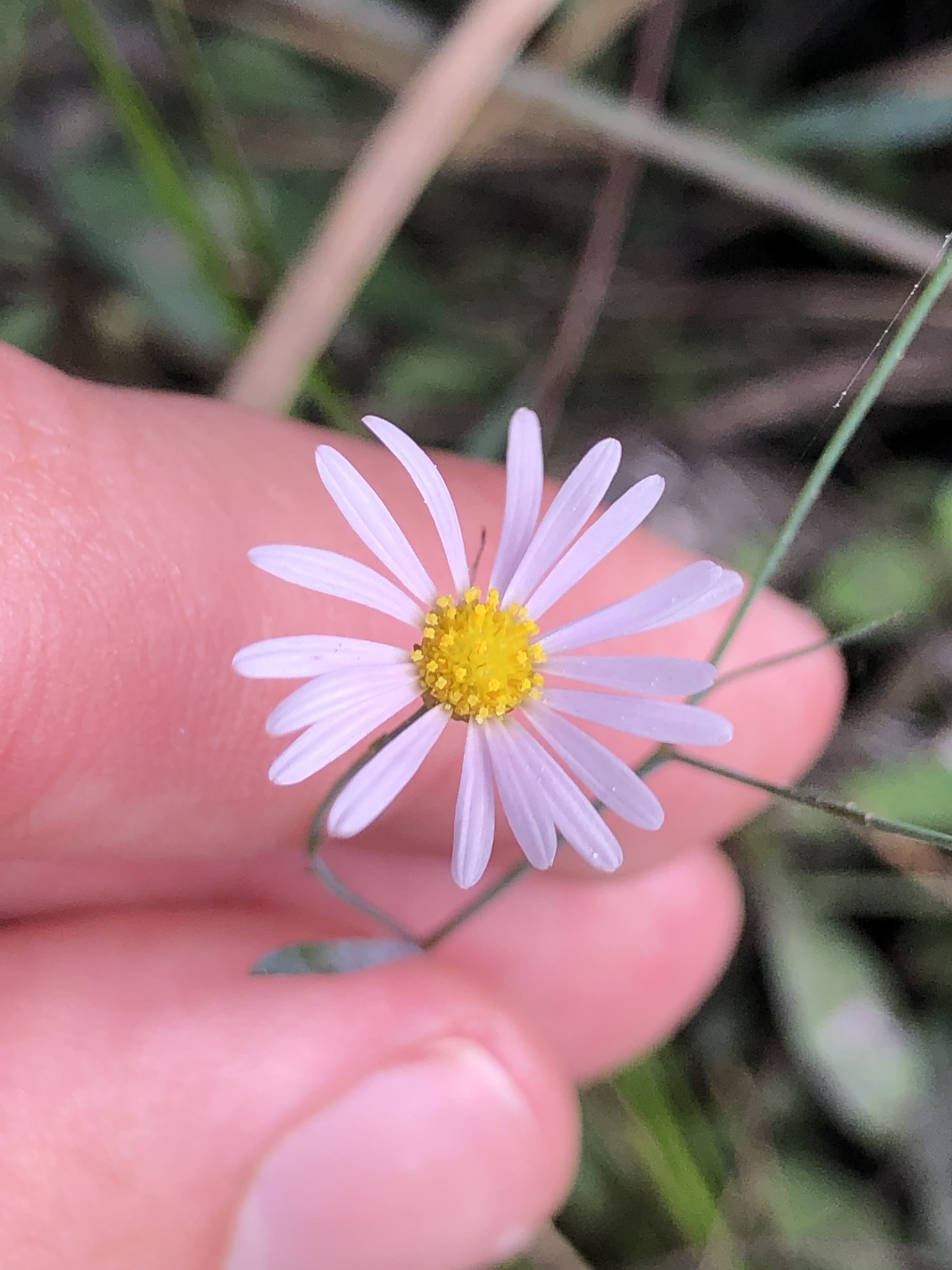Boltonia diffusa Elliott