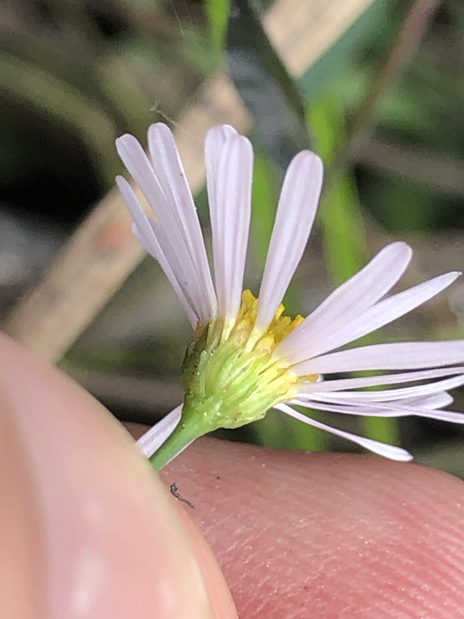 Boltonia diffusa Elliott