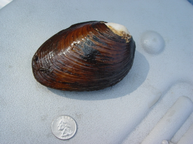 Sheepnose in August 2003 by Jeff Garner · iNaturalist