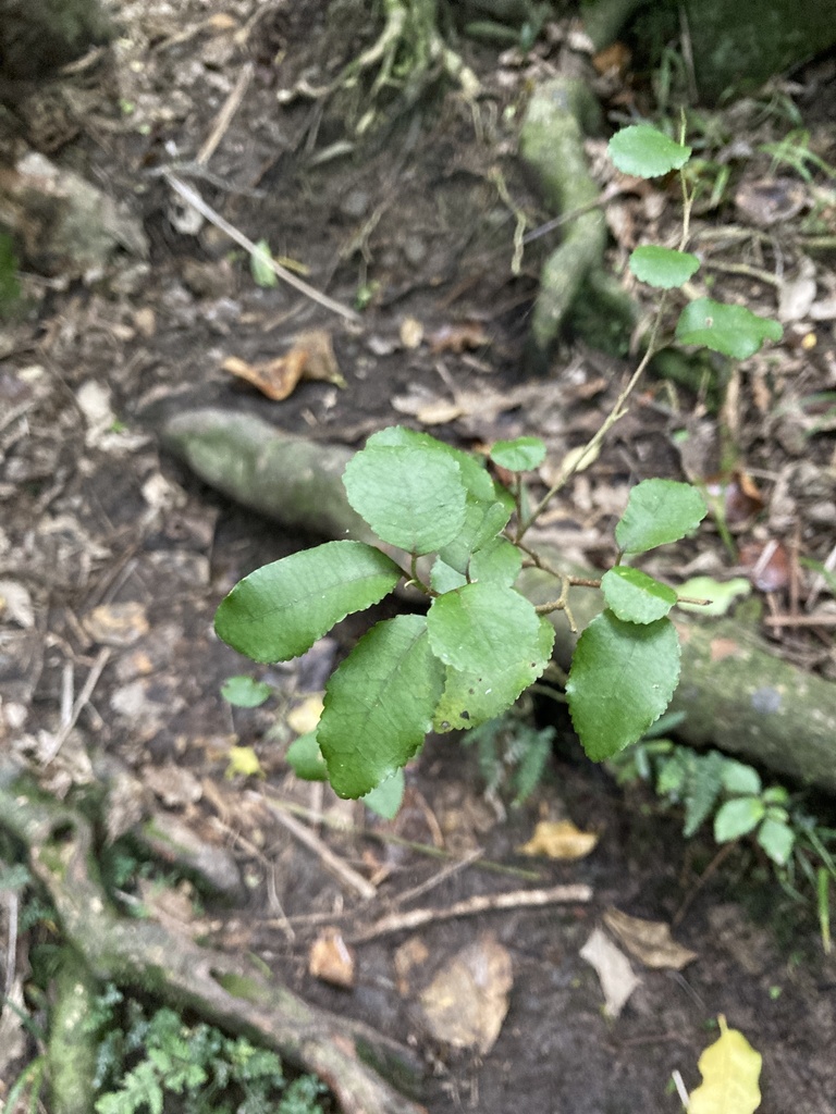 Large-leaved milk tree from Nikau Reserve, Paraparaumu, Wellington, NZ ...