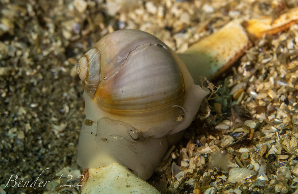 Northern Moon Snail from Rockport, MA, USA on February 15, 2022 at 01: ...