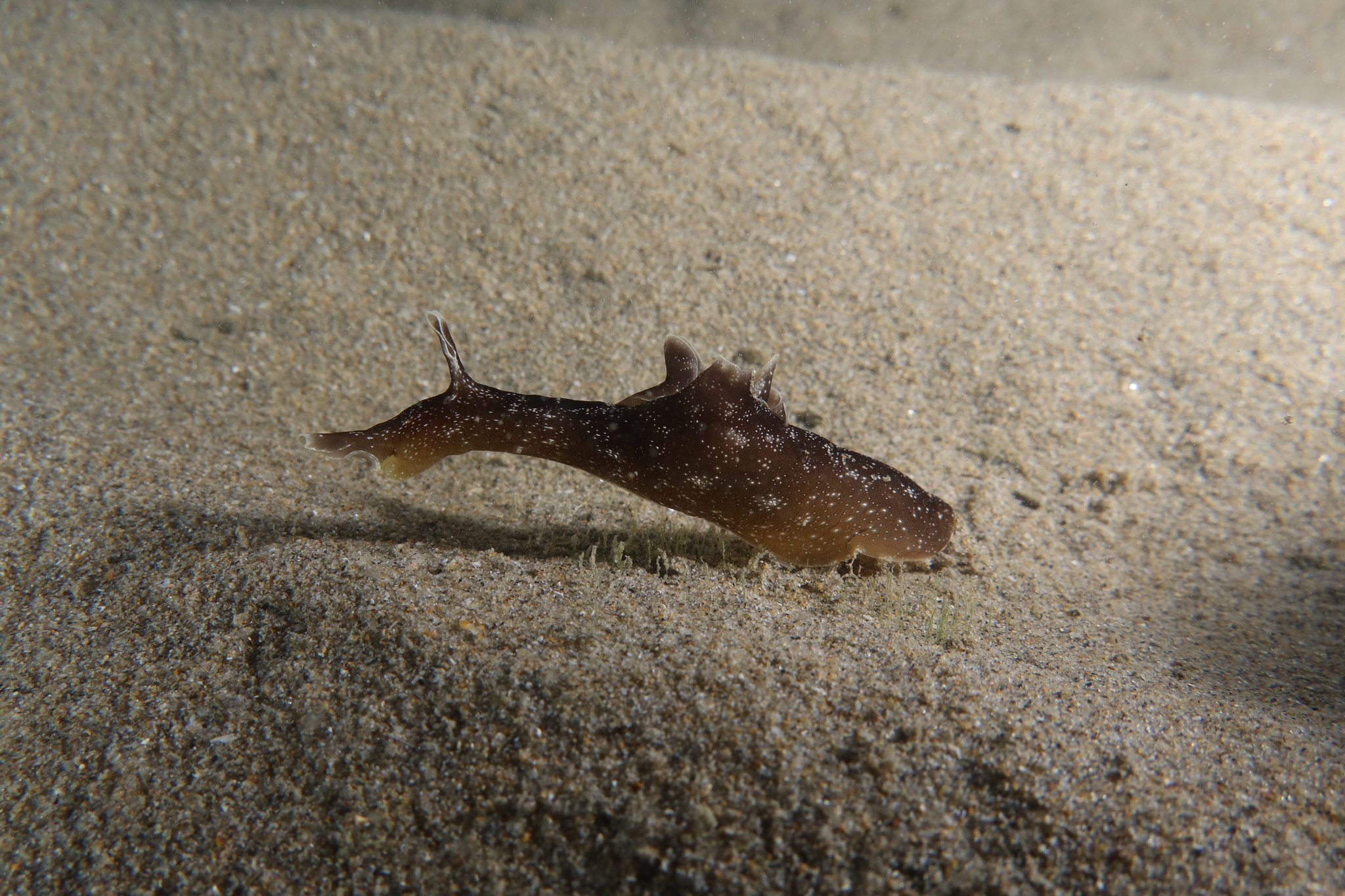 Aplysia punctata (Cuvier, 1803)