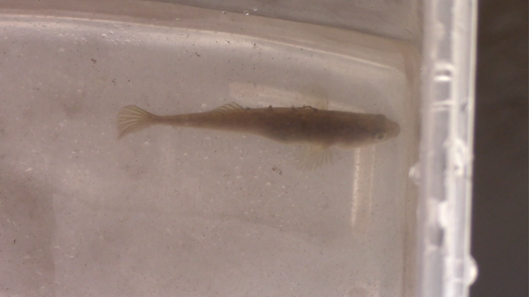 Culaea inconstans (Kirtland, 1840)