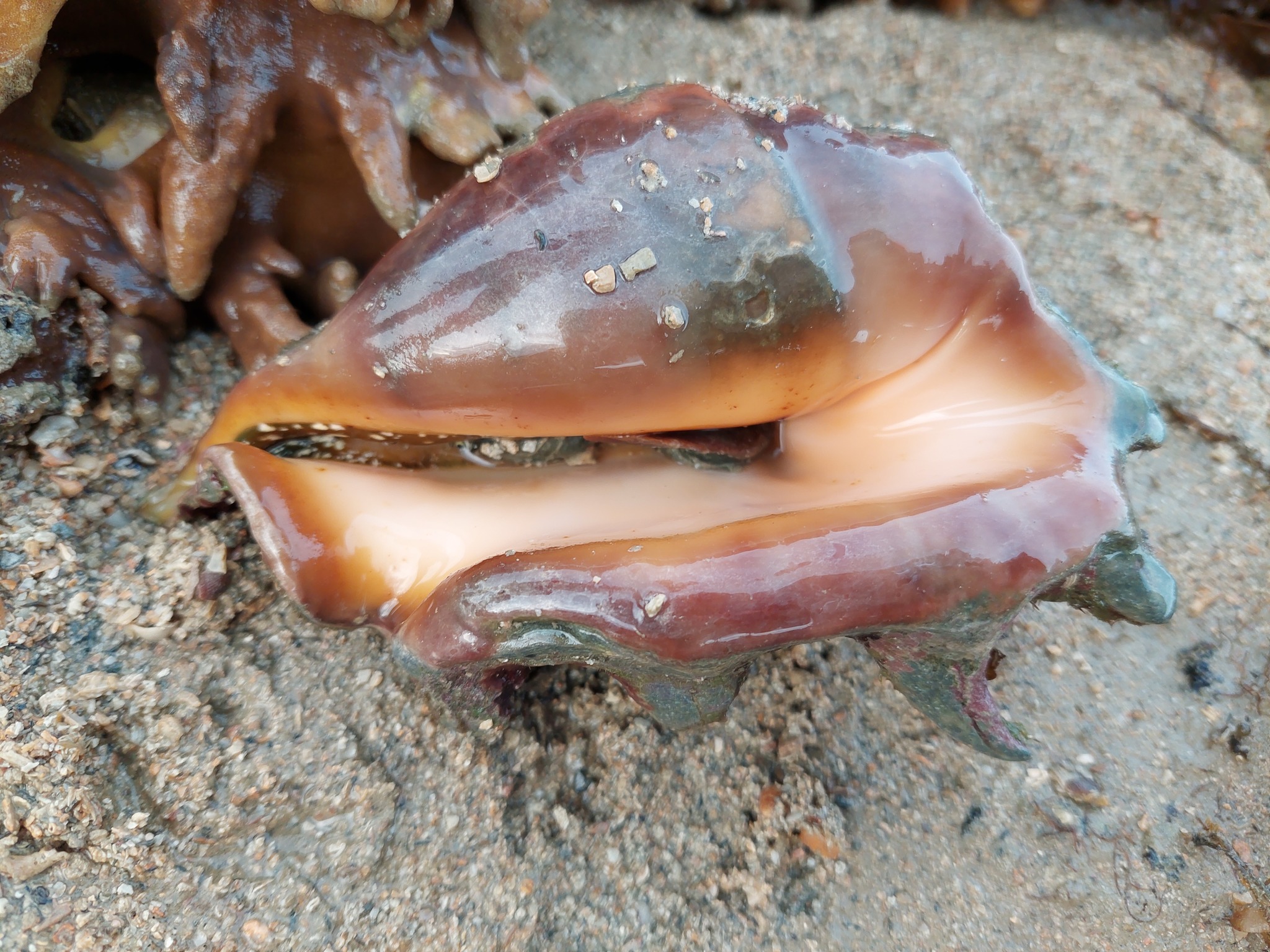 Lambis lambis (Linnaeus, 1758)