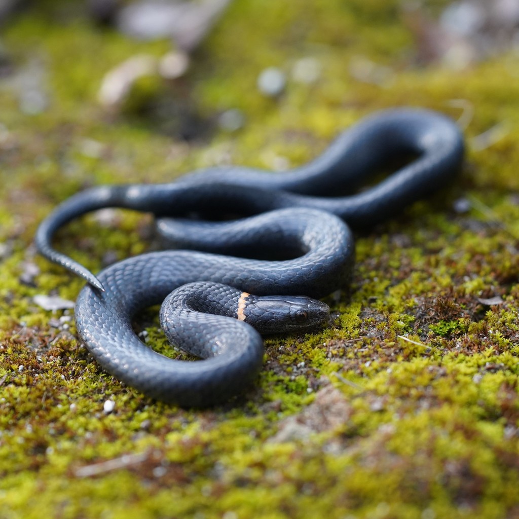 Southern Ringneck Snake from North Key Largo, FL 33037, USA on February ...