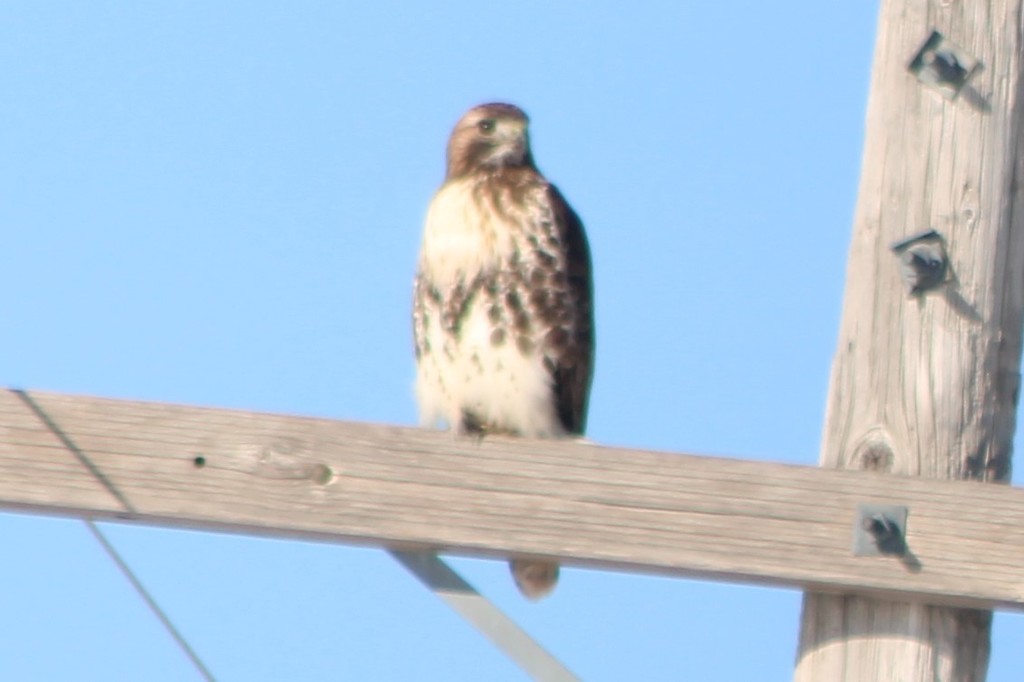 Eastern Red-tailed Hawk from Union County, OR, USA on February 09, 2022 ...