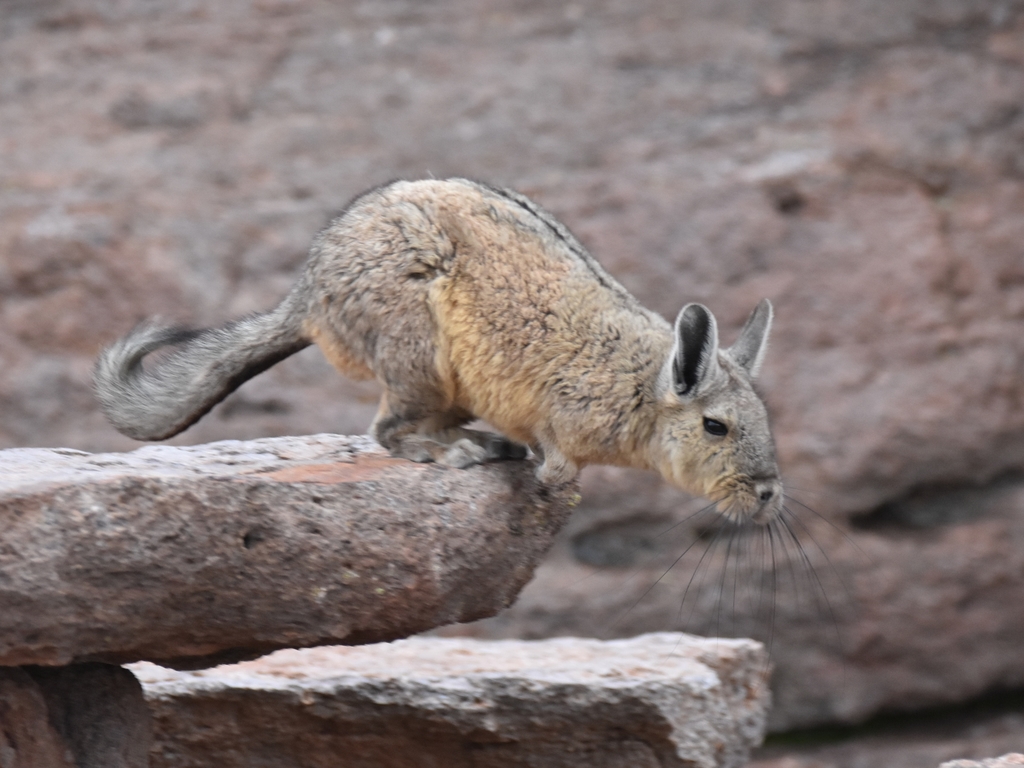 Mountain Viscacha from Nor Lípez, Bolivia on January 27, 2022 at 06:32 ...