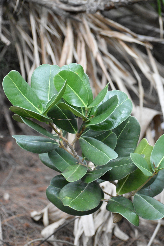 Madagascar Olive from Hamilton Parish, Bermuda on February 16, 2022 at ...