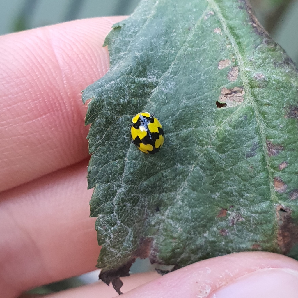 Fungus-eating ladybird in February 2022 by Claudia Schipp · iNaturalist