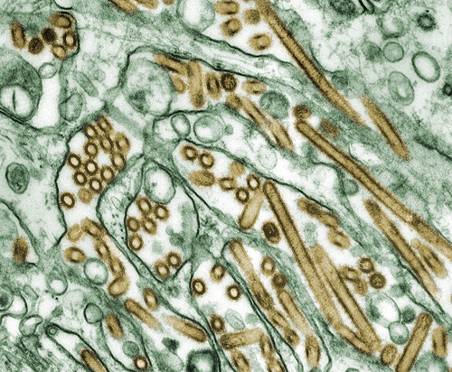 Genus Alphainfluenzavirus · iNaturalist