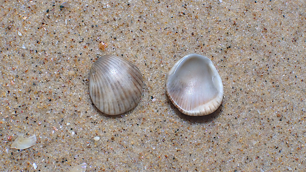 Sydney Cockle from Valla Beach NSW 2448, Australia on February 16, 2022 ...