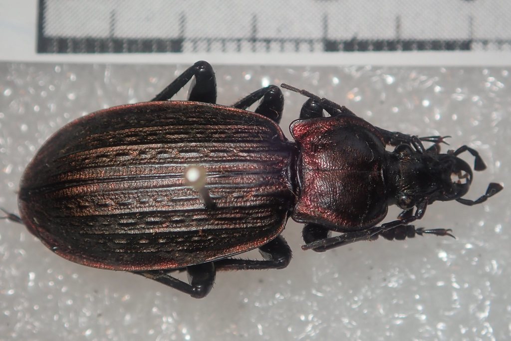 Carabus morbillosus in January 1967 by Dr. Guido Bohne. leg. Korell ...