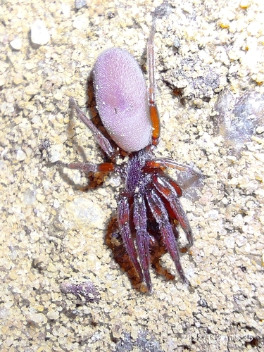 Stenochilus hobsoni · NaturaLista Colombia