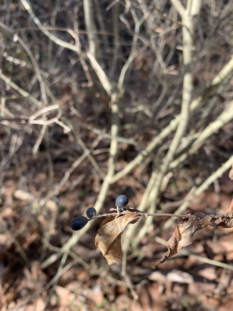 border privet from Athens High School, The Plains, OH, US on February ...