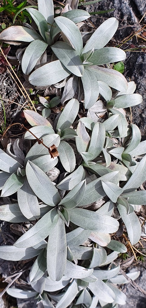Myosotis arnoldii in February 2022 by Chris Ecroyd · iNaturalist