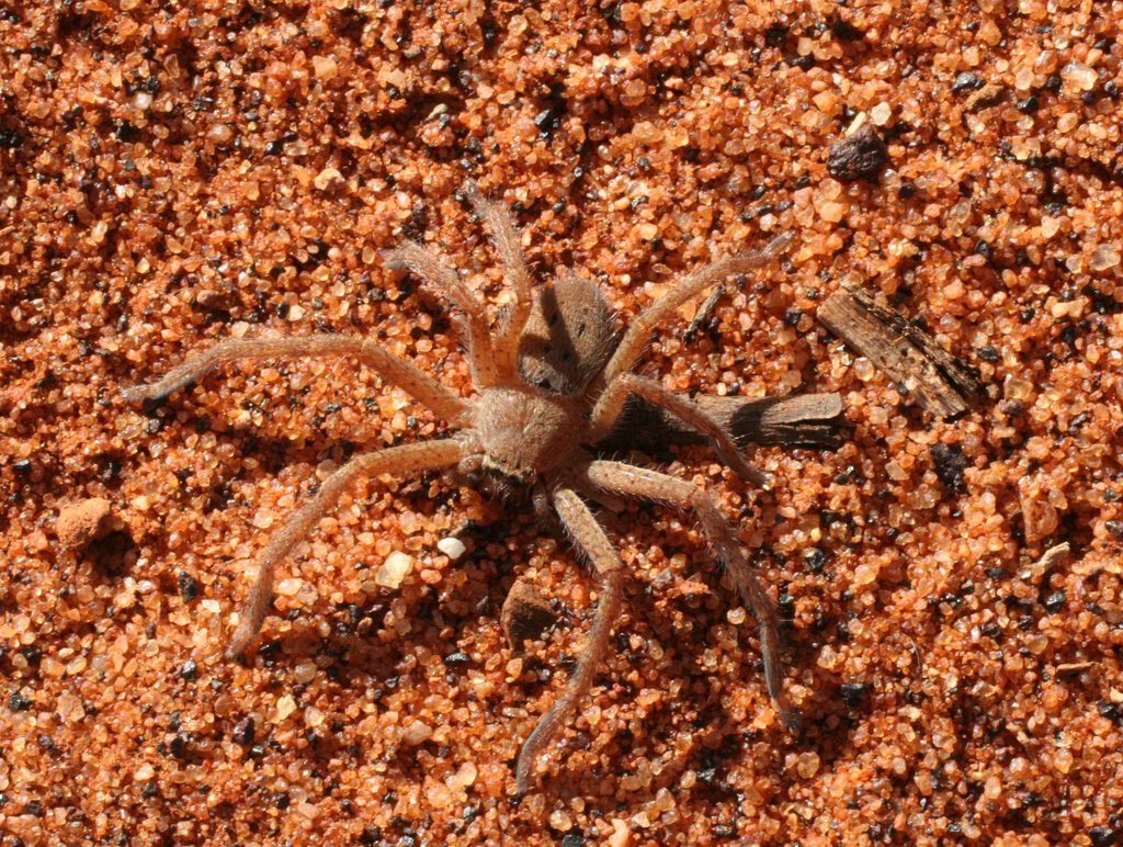 Isopedella from Great Eastern Hwy, Boorabbin WA 6429, Australia on ...