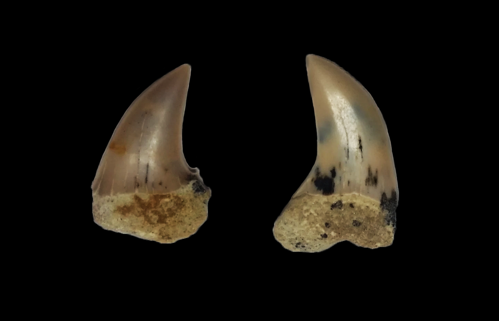 (Isurus planus) - Marine Life Identification