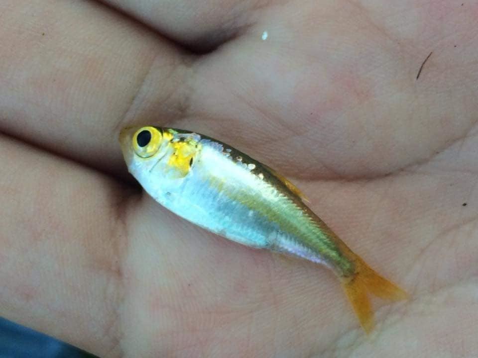 Threadfin Shad from Tampico, Tamps., México on September 26, 2018 at 05 ...