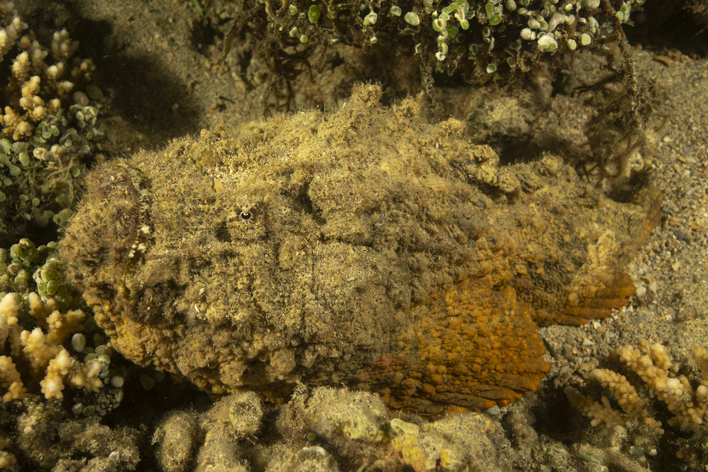 Reef Stonefish from Lord Howe Island Marine Park on January 26, 2022 by ...