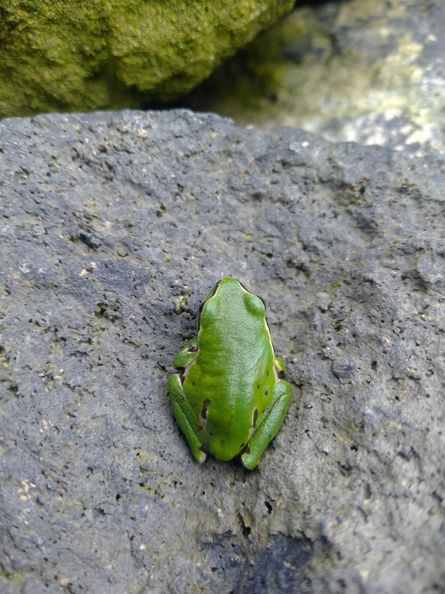 Hyla plicata Brocchi, 1877